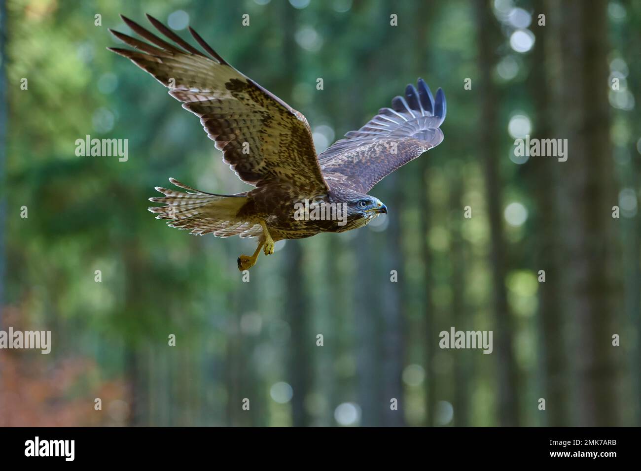 Steppe buzzard (Buteo buteo), flying in the forest Stock Photo - Alamy