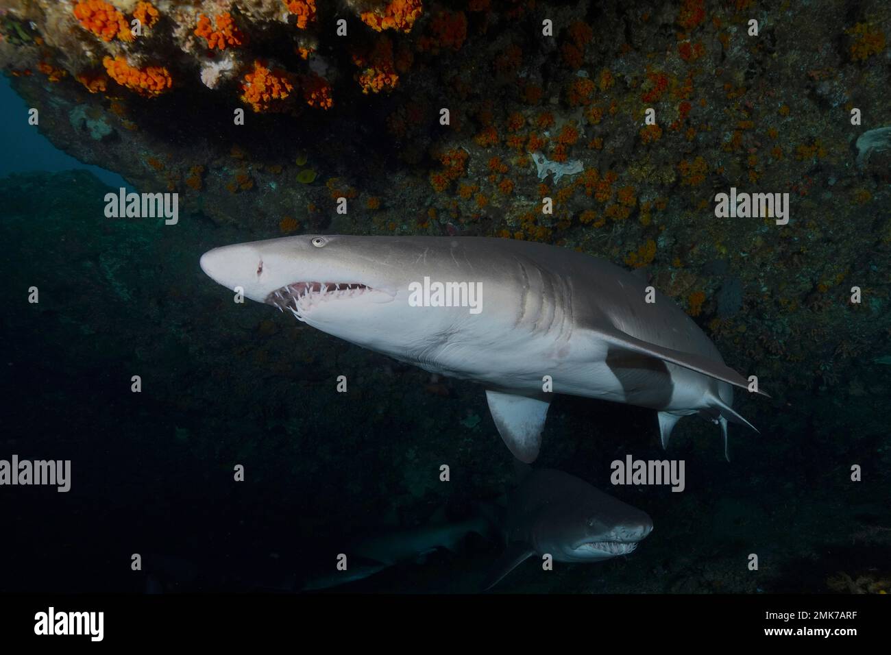 Sand tiger shark (Carcharias taurus) in its den. Dive site Protea Banks ...