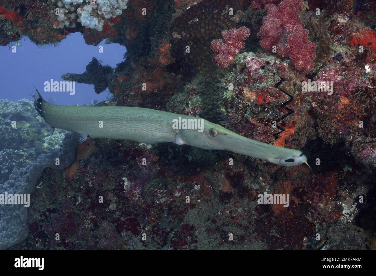 Chinese trumpetfish (Aulostomus chinensis), Sodwana Bay National Park ...