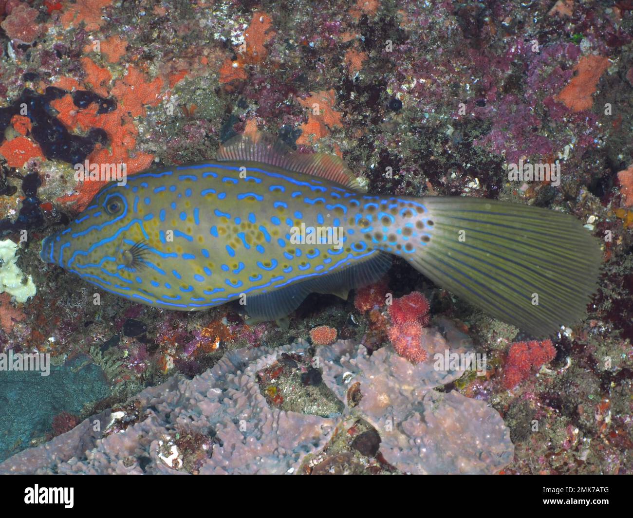 Scrawled filefish (Aluterus scriptus), Sodwana Bay National Park Dive ...