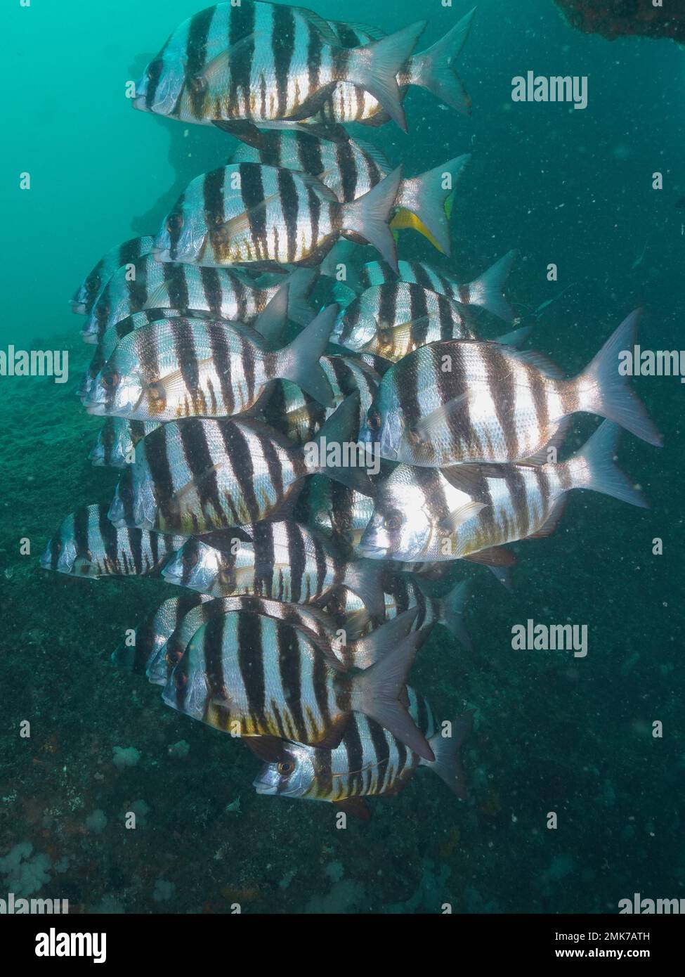 Group of zebra sea bream (Diplodus cervinus hottentotus), Aliwal Shoal ...