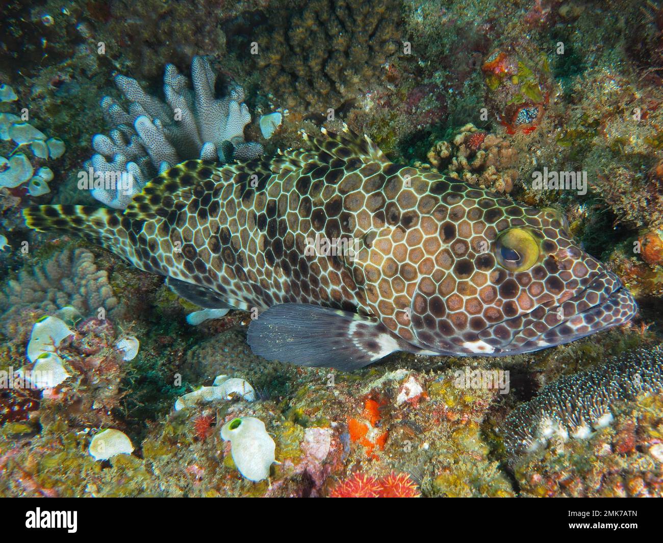 Snoubnose grouper (Epinephelus macrospilos), Sodwana Bay National Park ...