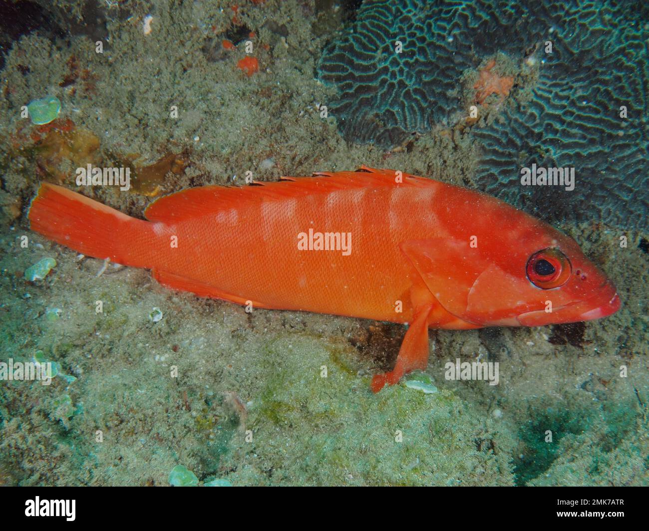 Red blacktip grouper (Epinephelus fasciatus), Sodwana Bay National Park ...