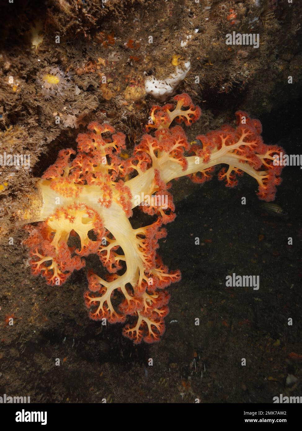 Red tree coral (Dendronephthya) in a cave. Aliwal Shoal Dive Site ...