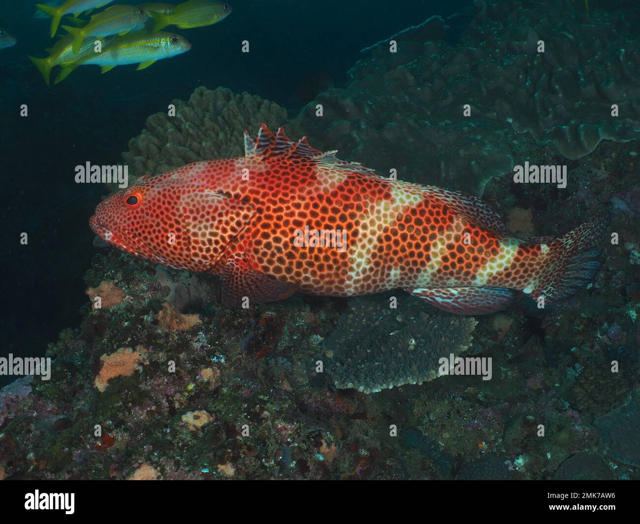 Grouper (Epinephelus posteli), Sodwana Bay National Park Dive Site ...