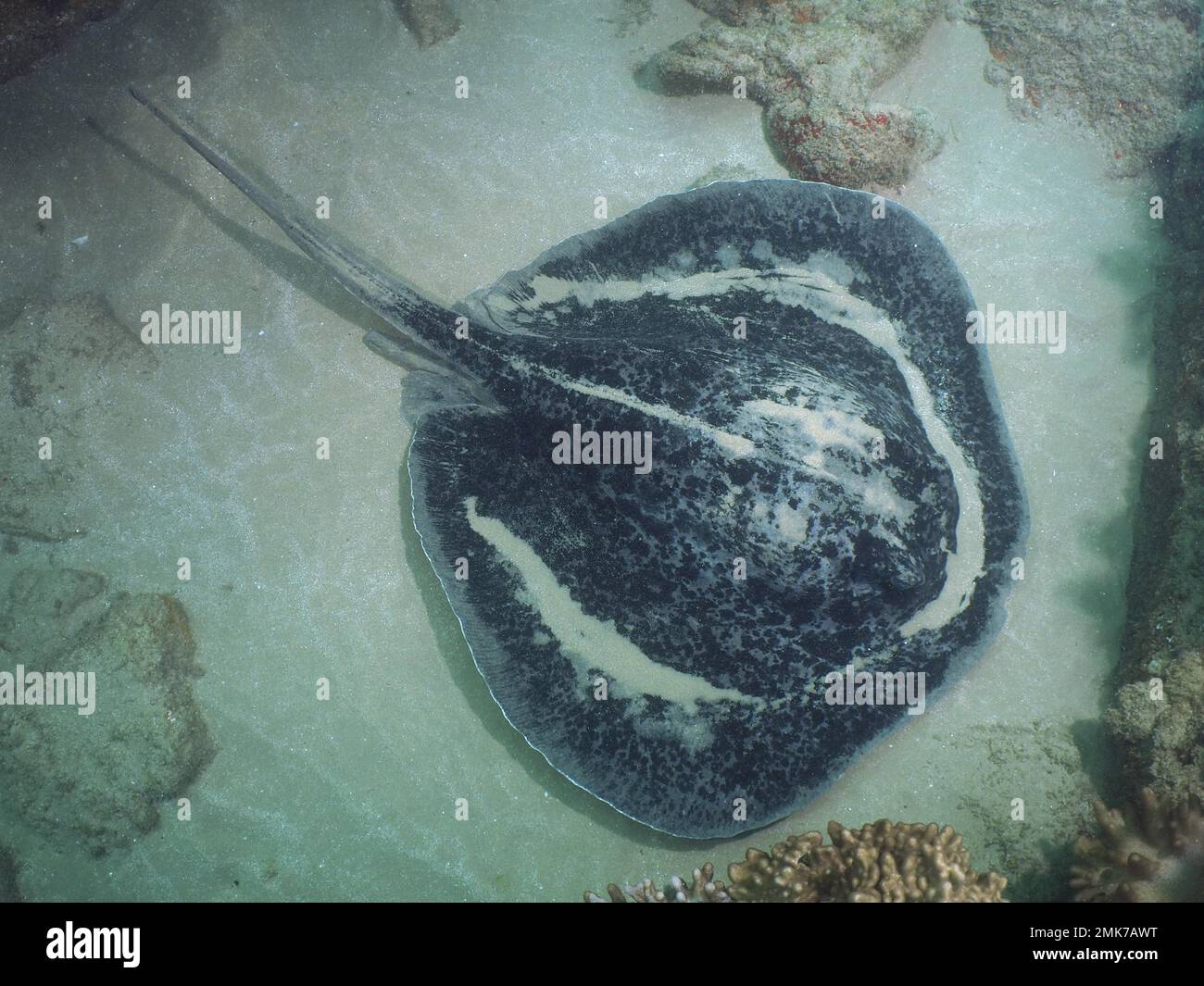 Blackspotted stingray (Taeniura meyeni) from above. Dive site Sodwana ...