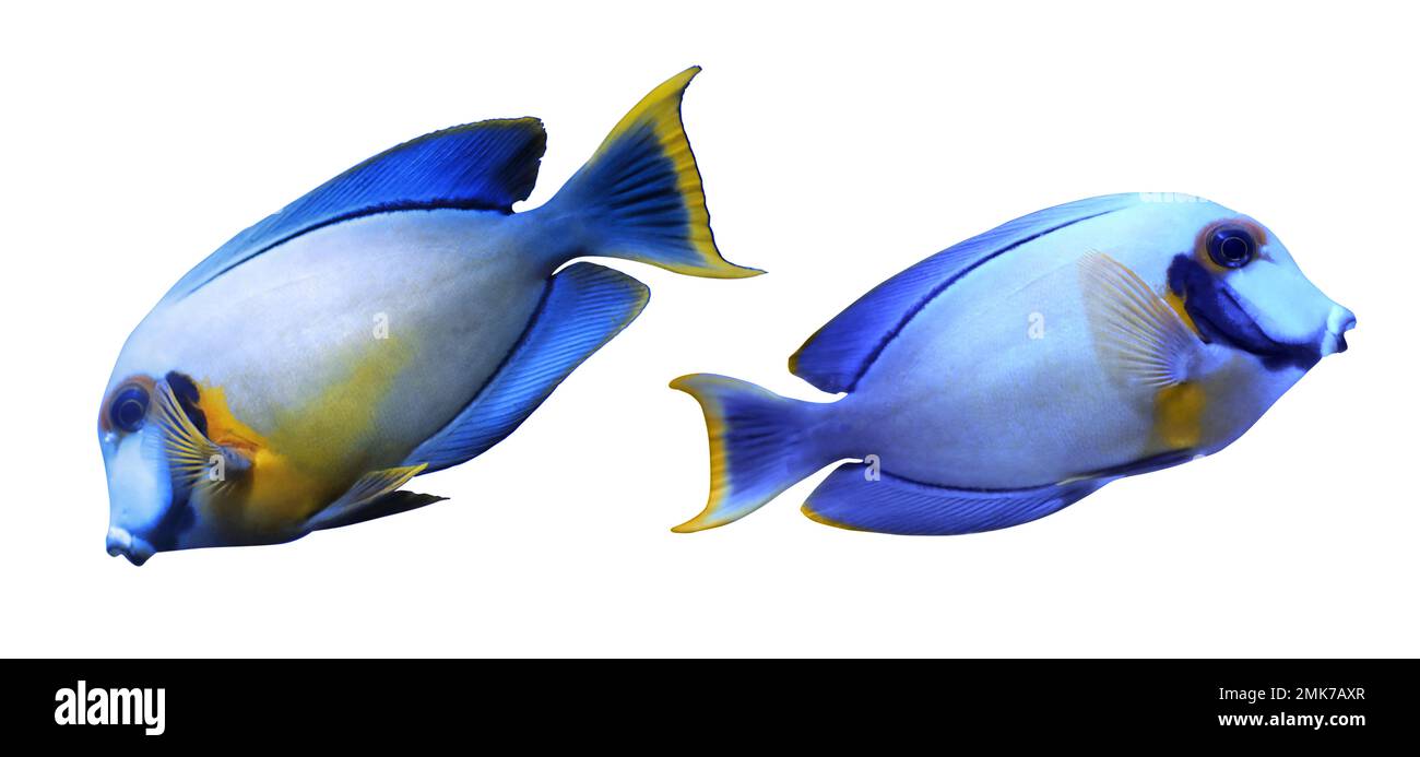 Sea surgeonfish underwater Cut Out Stock Images & Pictures - Alamy