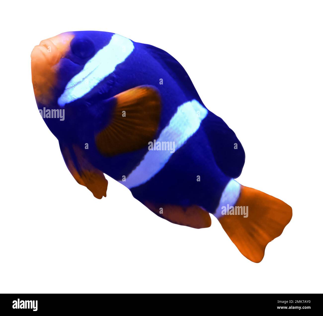 Beautiful bright clown fish on white background Stock Photo - Alamy