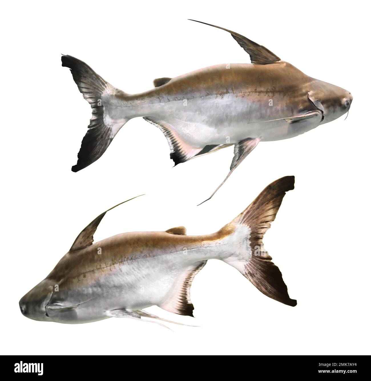 Collage of gaff topsail catfish on white background Stock Photo - Alamy