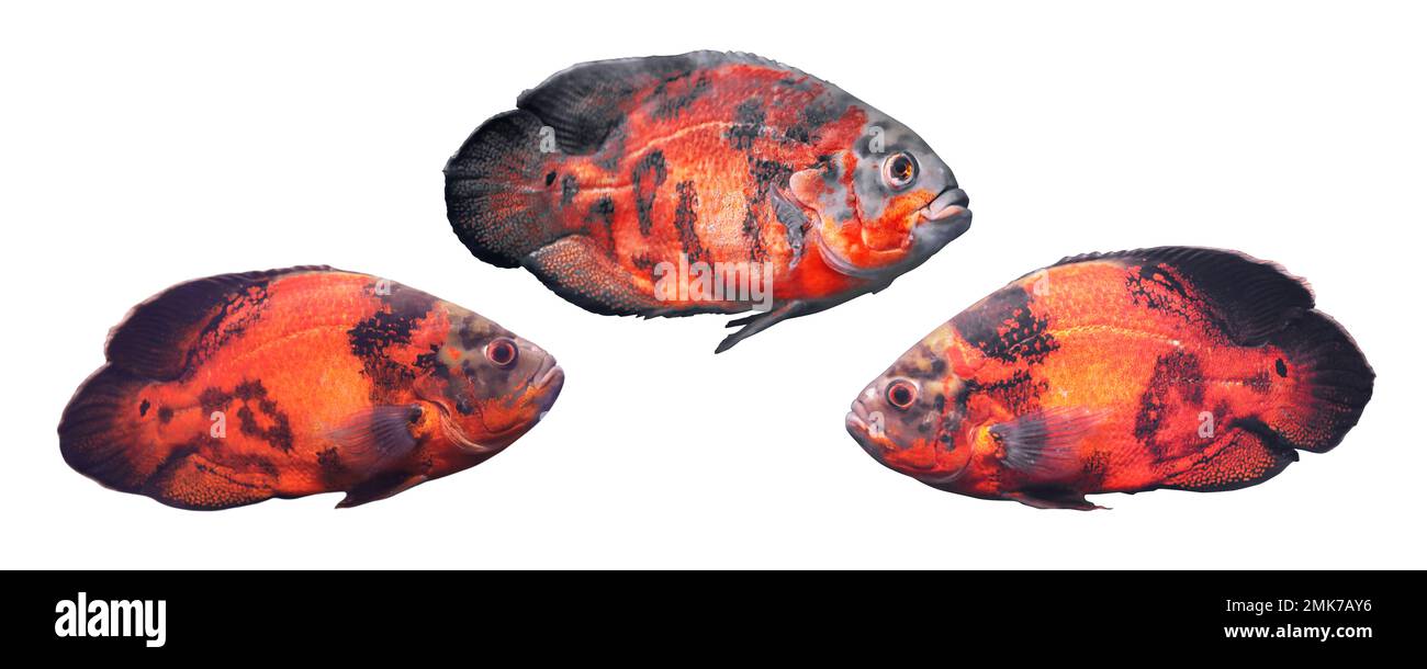 Collage of beautiful bright oscar fish on white background Stock Photo ...