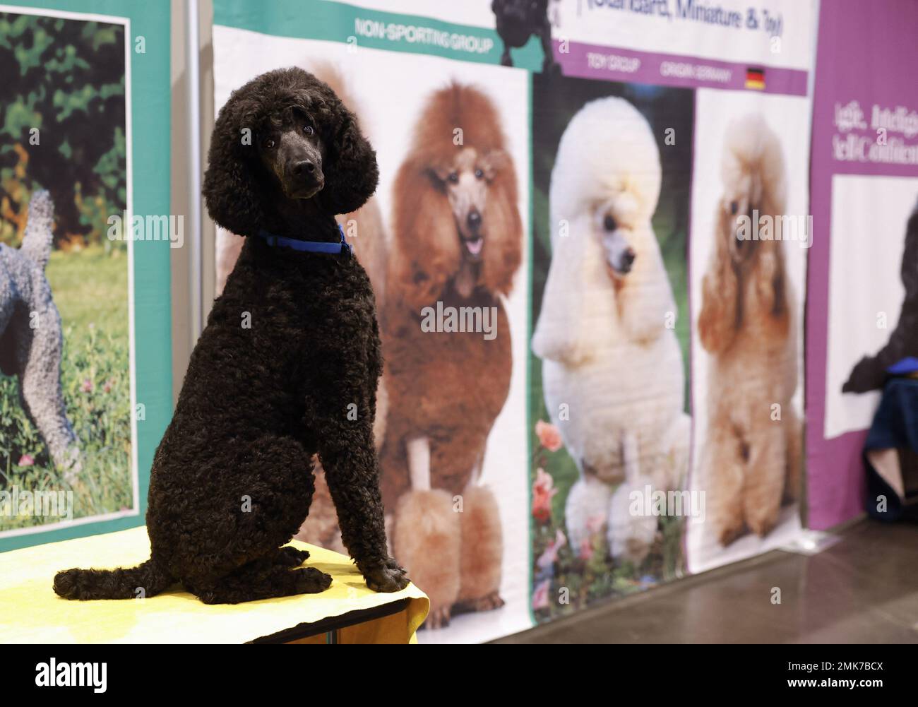 New York, United States. 27th Jan, 2023. A Standard Poodle sits near a ...