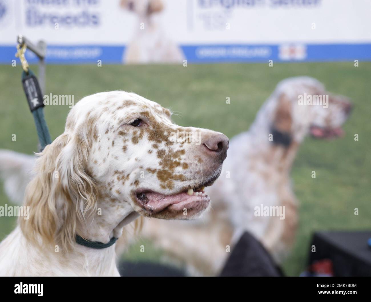 American english dogs hi-res stock photography and images - Alamy