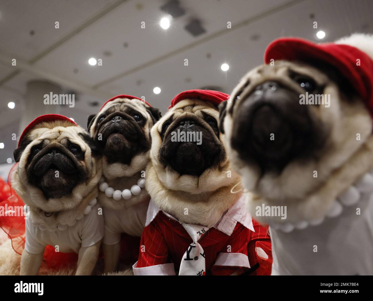 New York, United States. 27th Jan, 2023. Pugs wear costumes when the ...