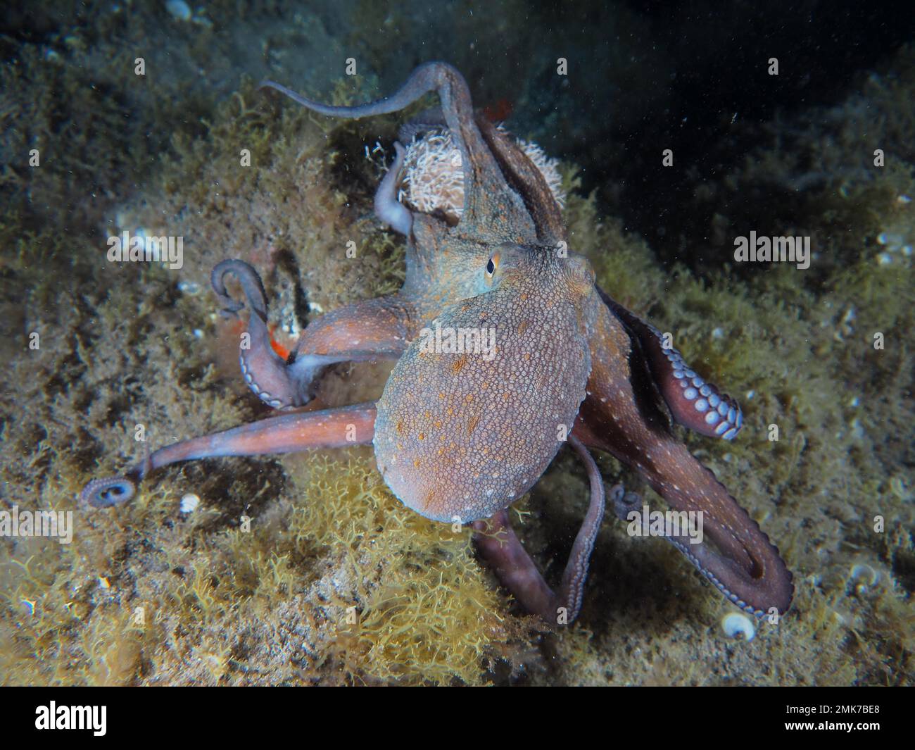 Common octopus (Octopus vulgaris) at night. Dive site El Cabron Marine ...