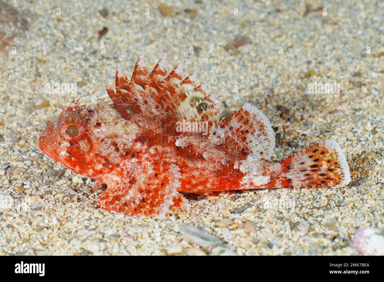 Madeira rockfish (Scorpaena maderensis), Pasito Blanco reef dive site ...