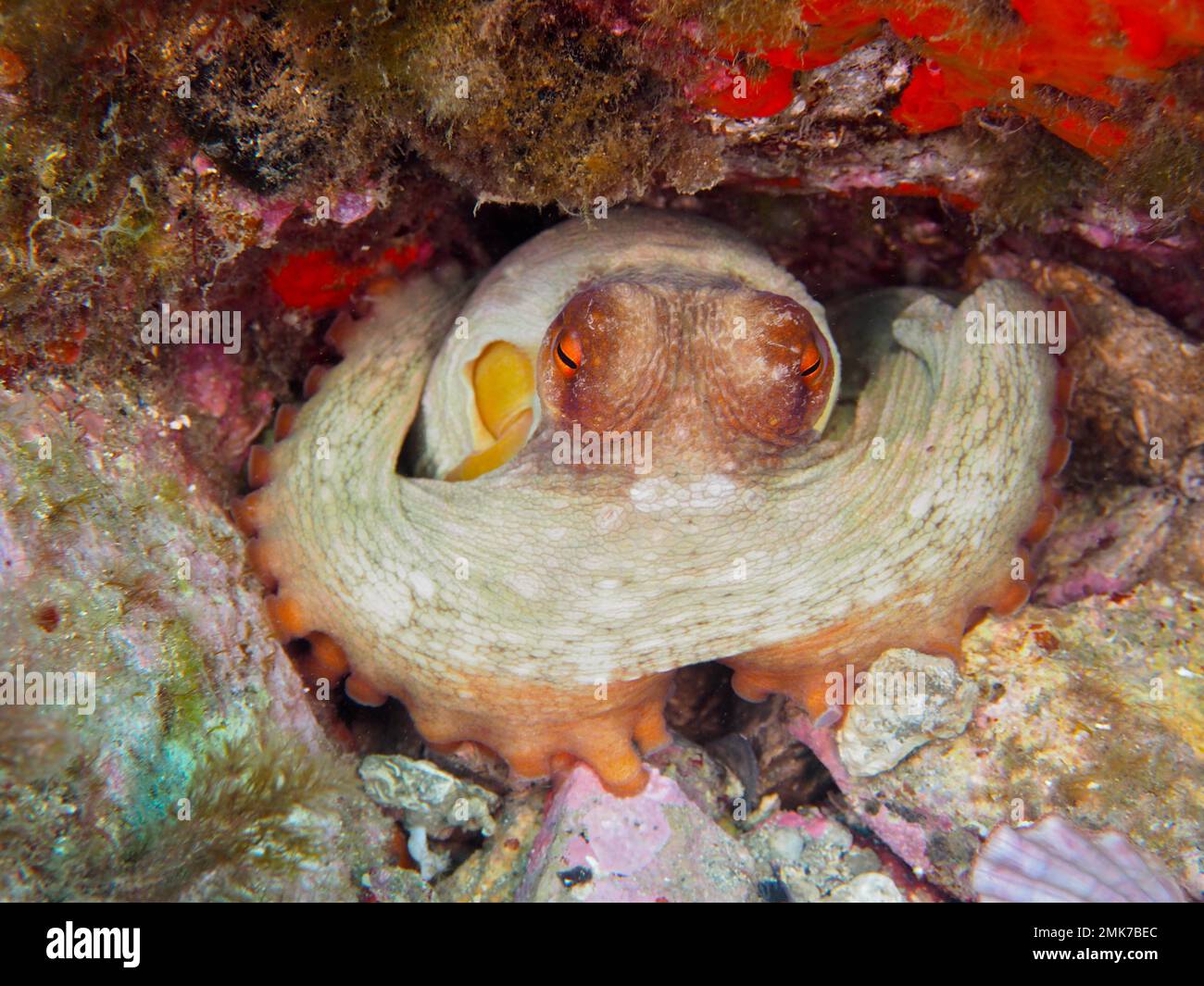Portrait of common octopus (Octopus vulgaris) in its shelter. Dive site ...