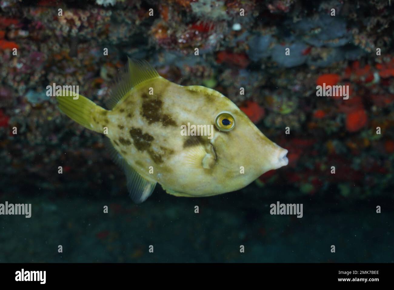 Brown filefish (Stephanolepis hispidus), Pasito Blanco reef dive site ...