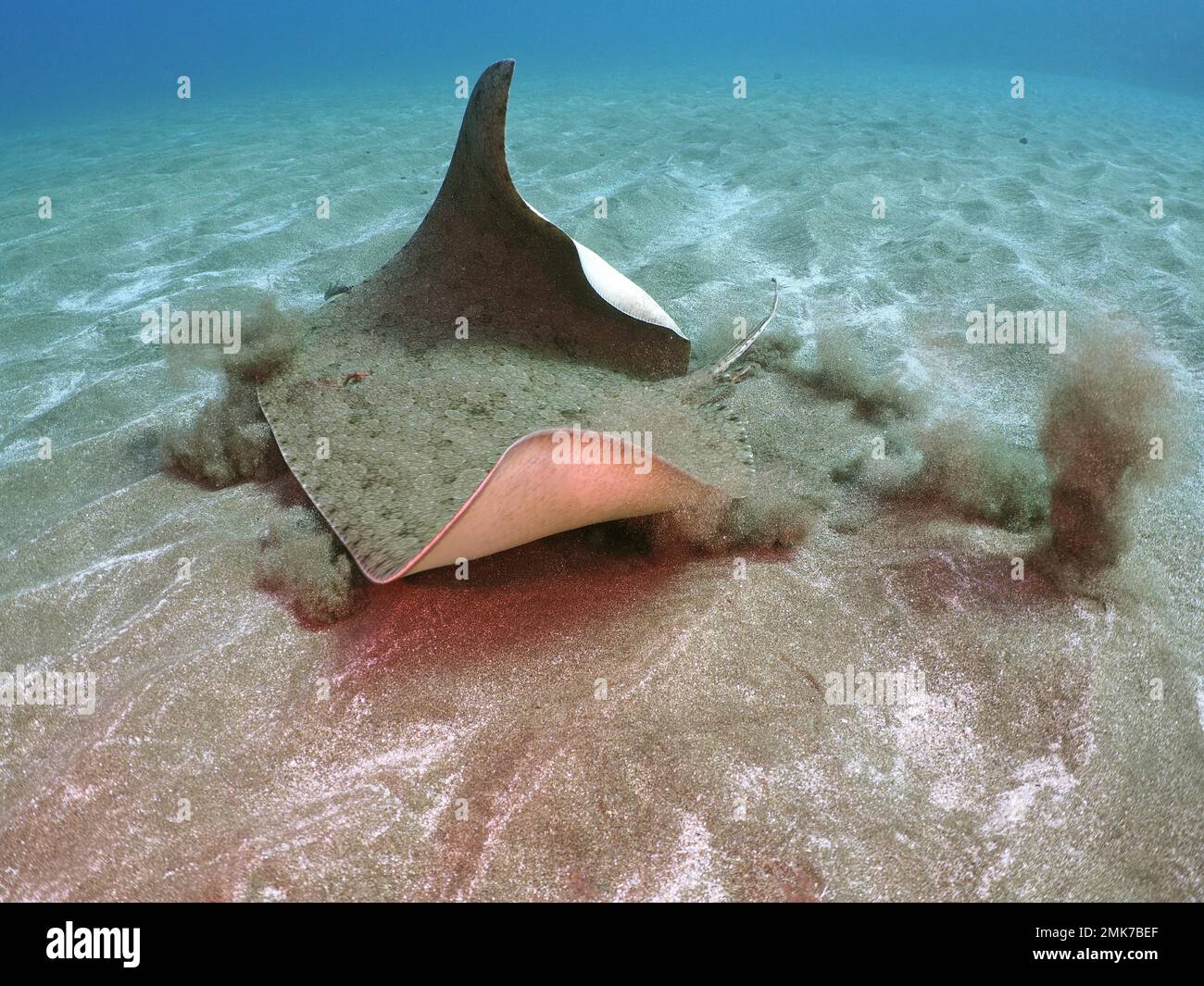 Butterfly ray (Gymnura altavela) on the run. Dive site El Cabron Marine ...