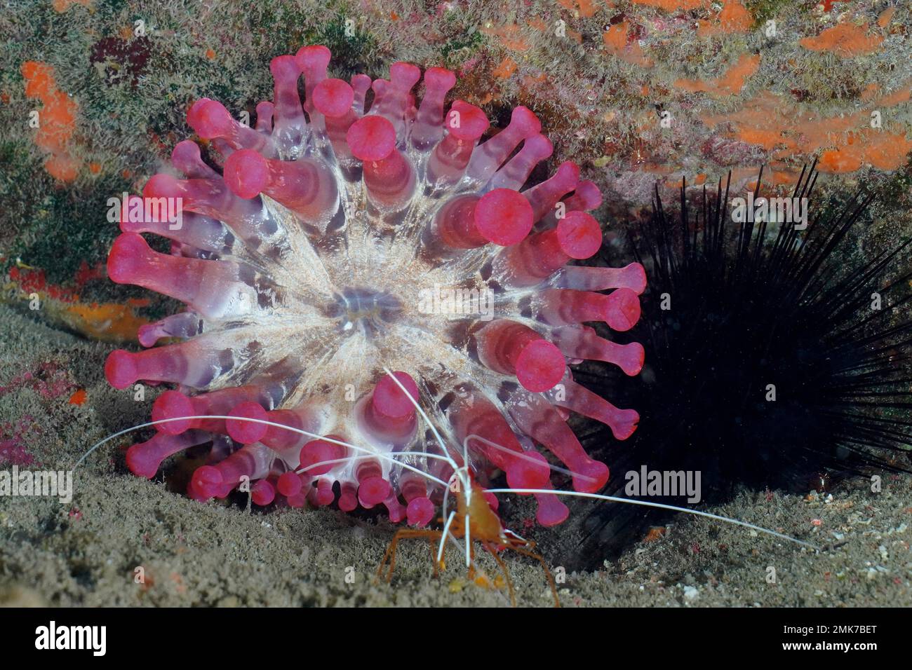Pink club-tipped anemone (Telmatactis cricoides), El Cabron marine ...