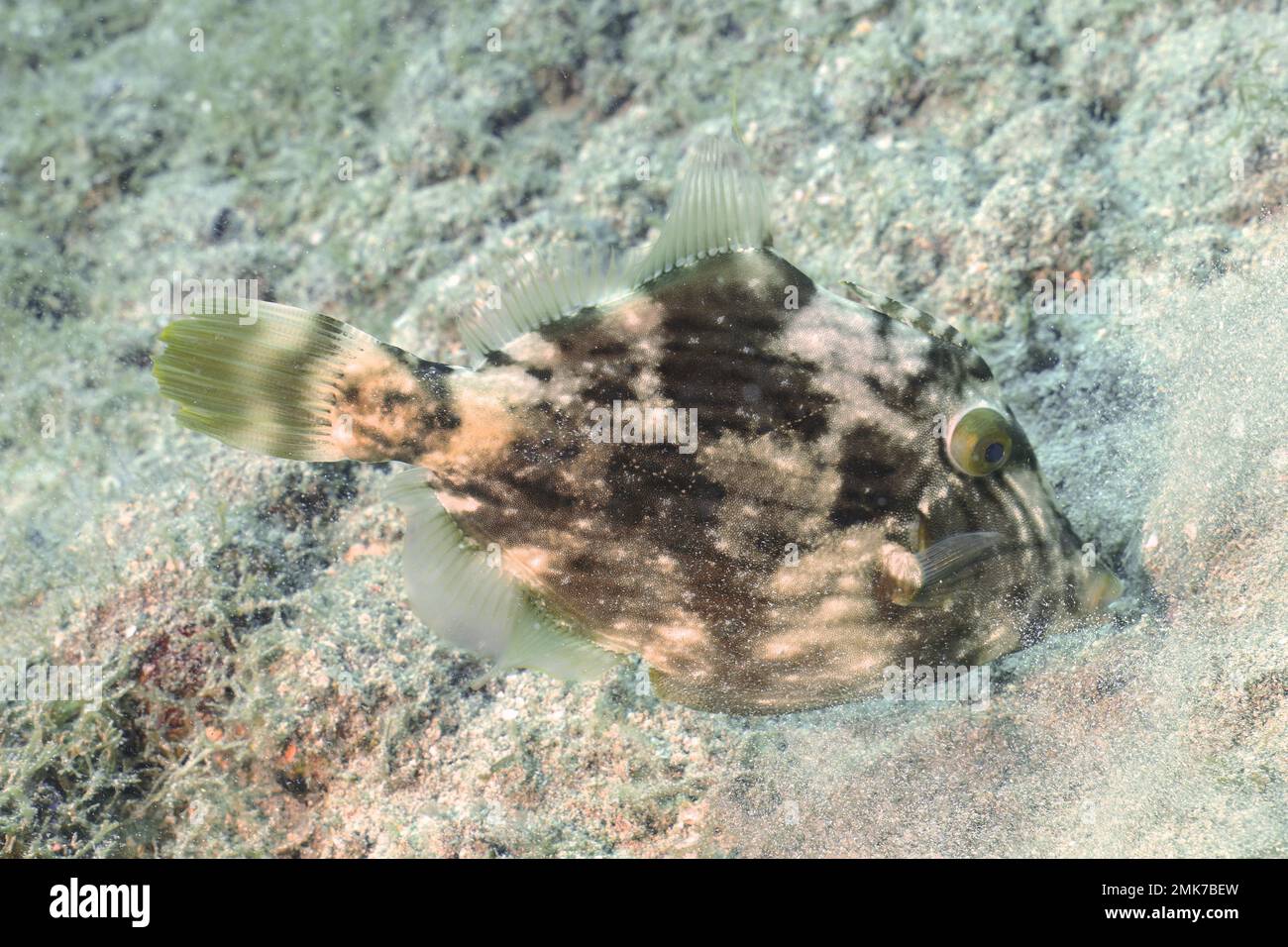 Brown filefish (Stephanolepis hispidus) foraging. Dive site Pasito ...