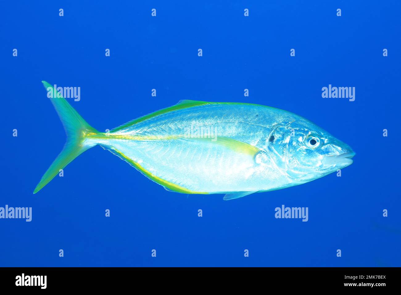 White trevally (Pseudocaranx dentex) in front of a plain blue ...