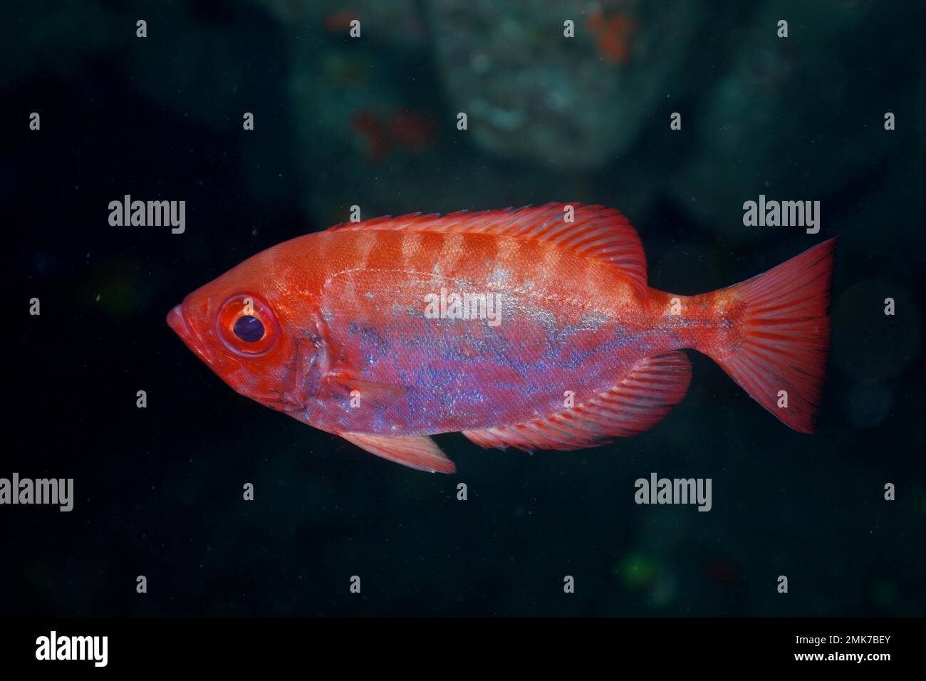 Bigeye glasseye snapper (Heteropriacanthus cruentatus), El Cabron ...