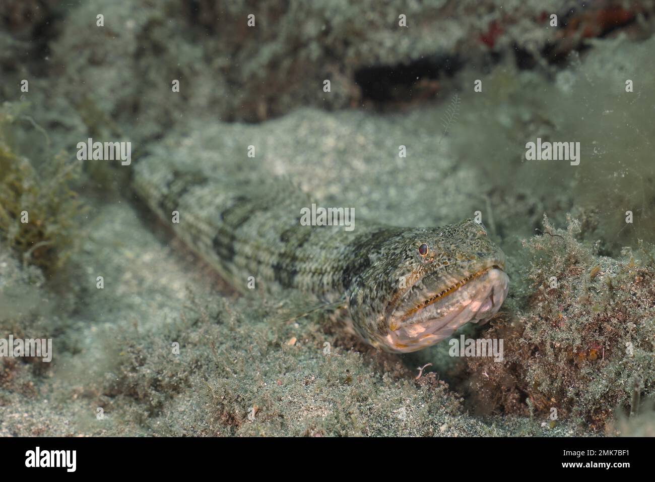 Atlantic lizardfish (Synodus saurus), El Cabron Marine Reserve Dive ...