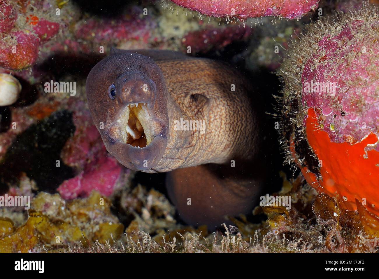 Brown moray eel, mask moray eel (Gymnothorax unicolor) with open mouth ...