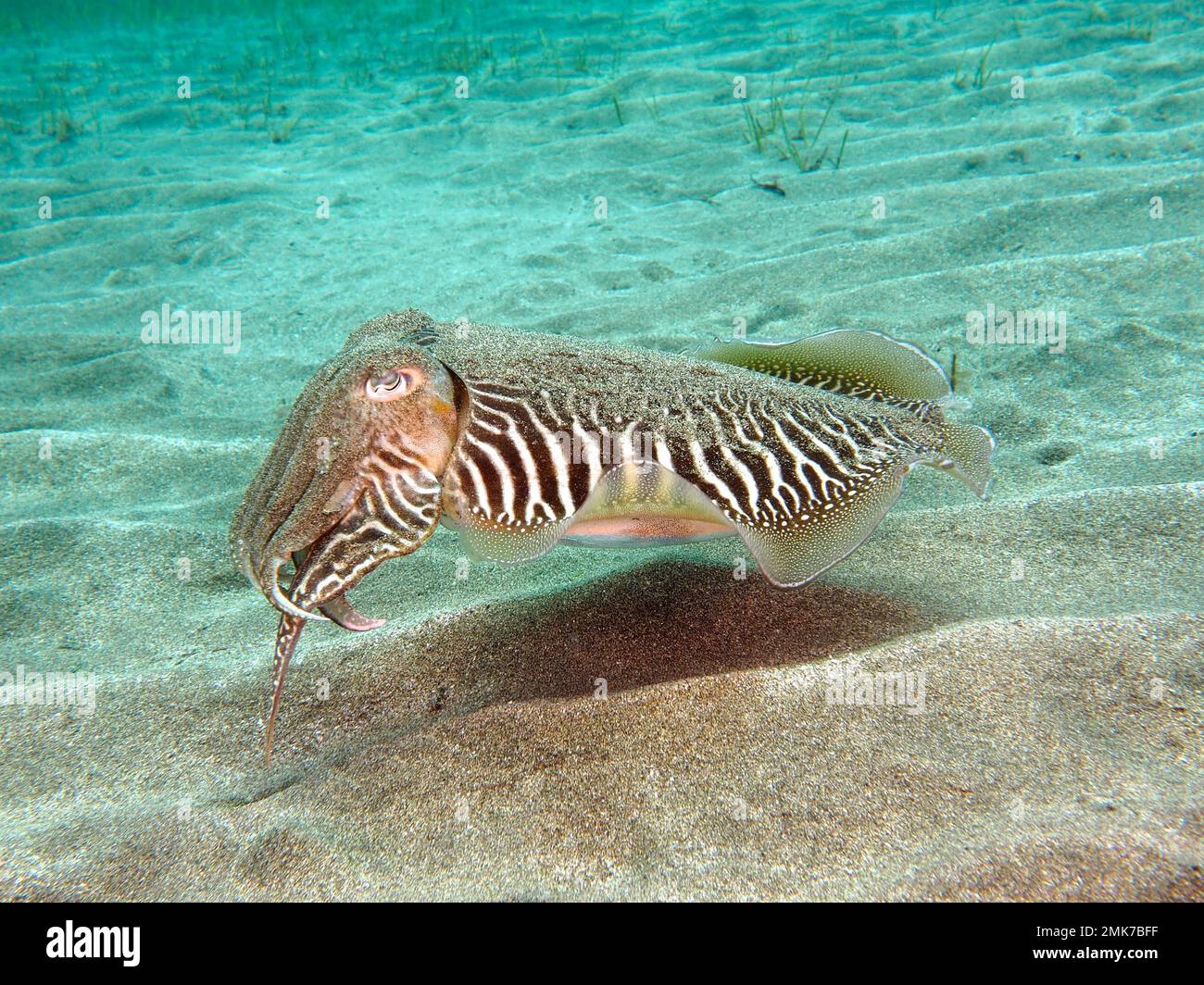 Common octopus (Sepia officinalis), El Cabron marine reserve dive site ...