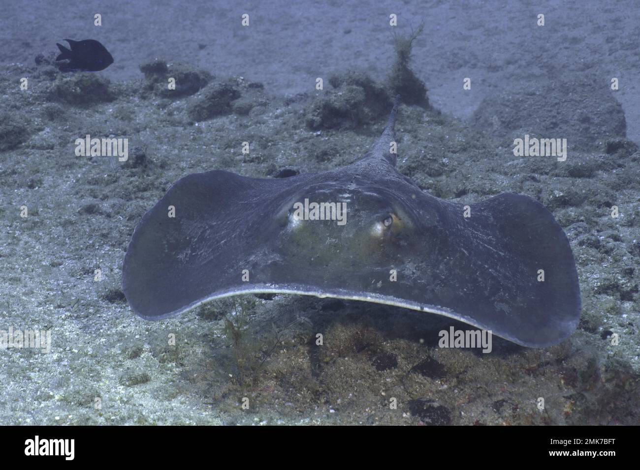 Portrait of Round Stingray (Taeniura grabata), Dive Site Marine Reserve ...