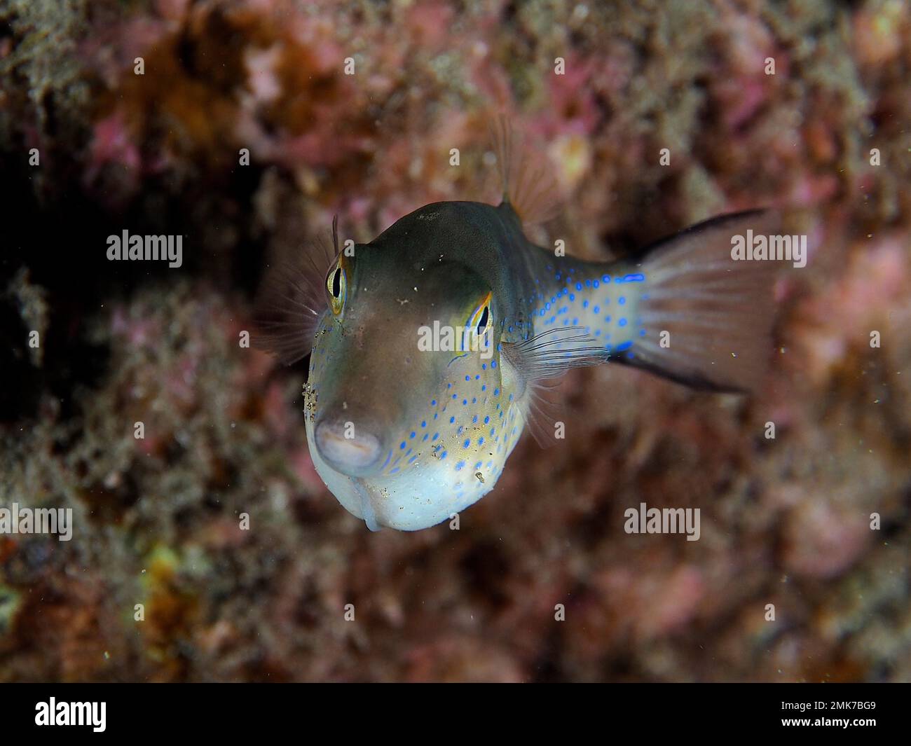 Portrait of Pufferfish (Canthigaster rostrata), Dive Site El Cabron ...