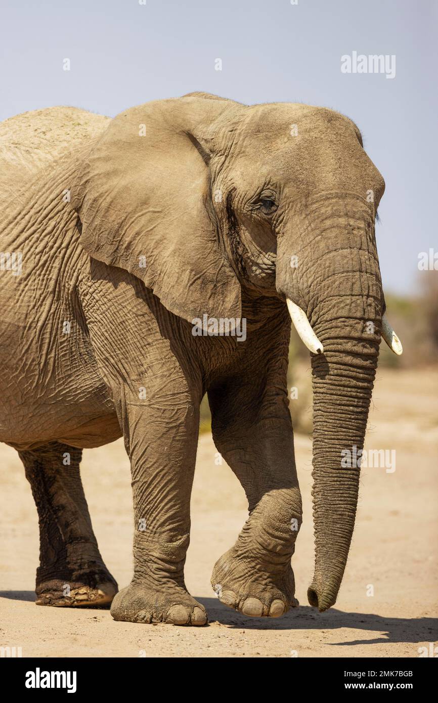 Elephant bull in musth hi-res stock photography and images - Alamy