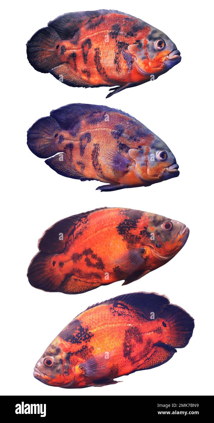 Set of bright oscar fish on white background Stock Photo - Alamy