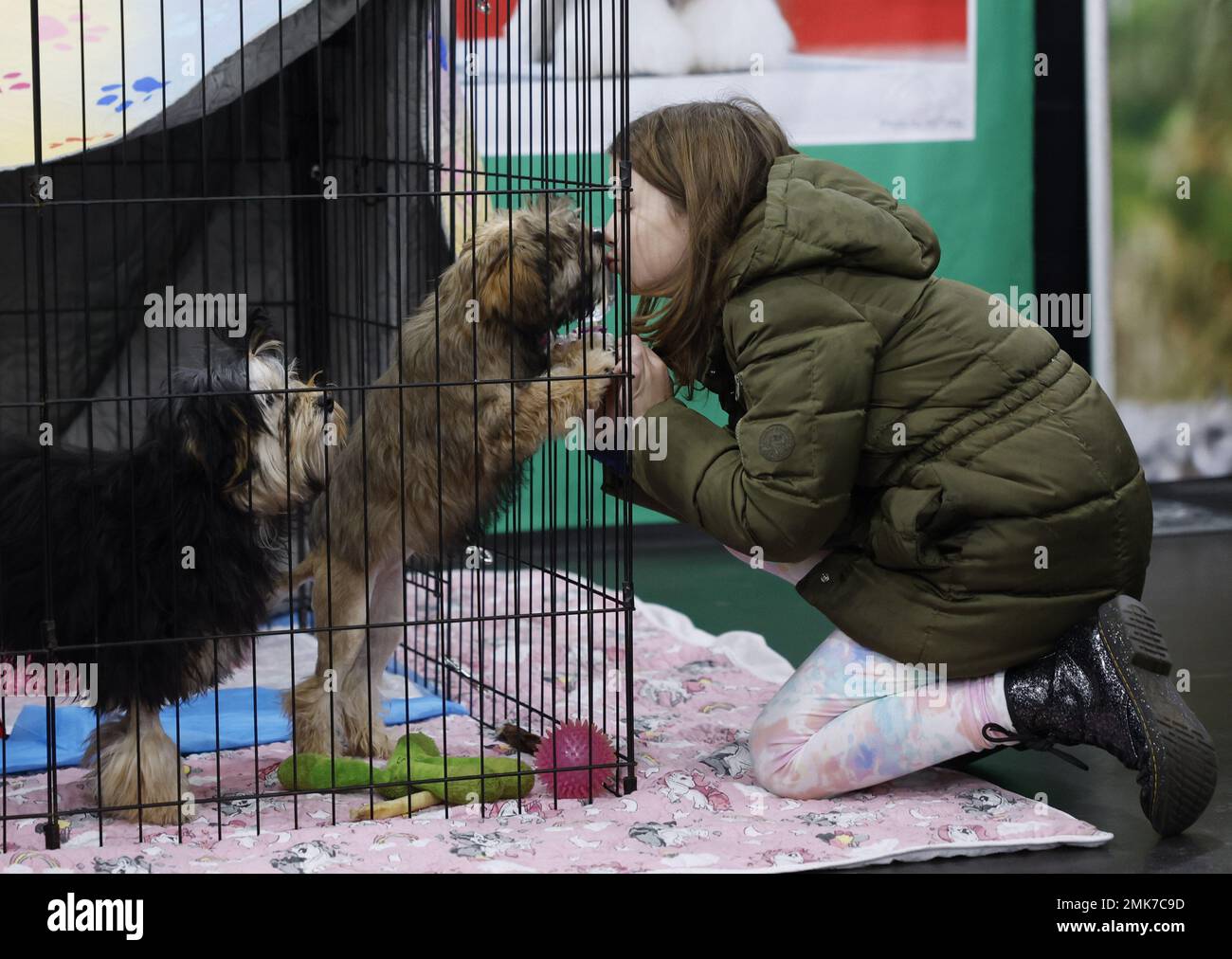 New York, United States. 27th Jan, 2023. Lowchens receive attention ...