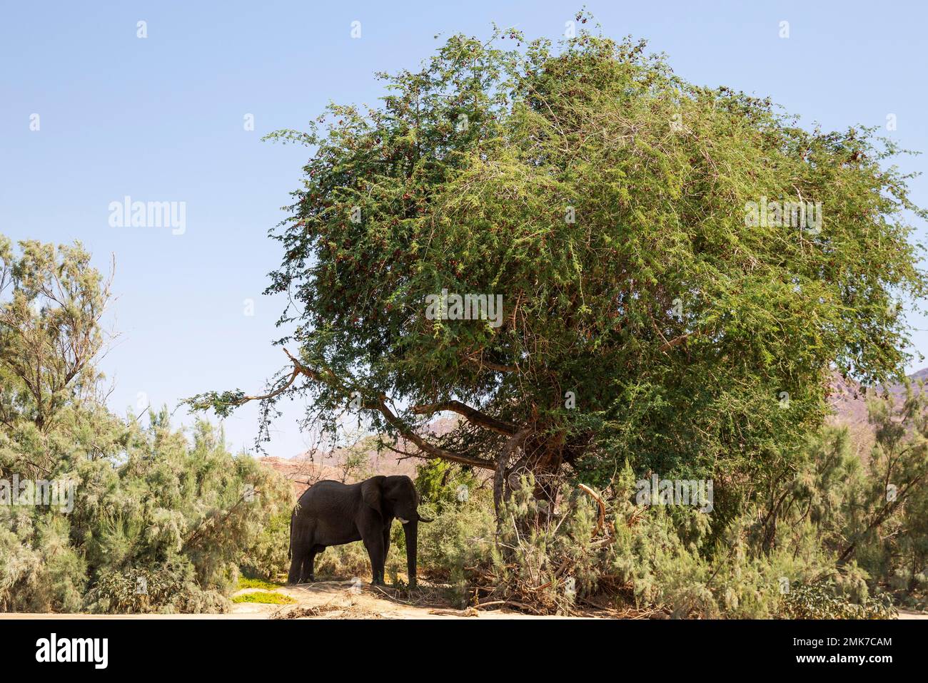 Africa acacia tree elephant hi-res stock photography and images - Alamy