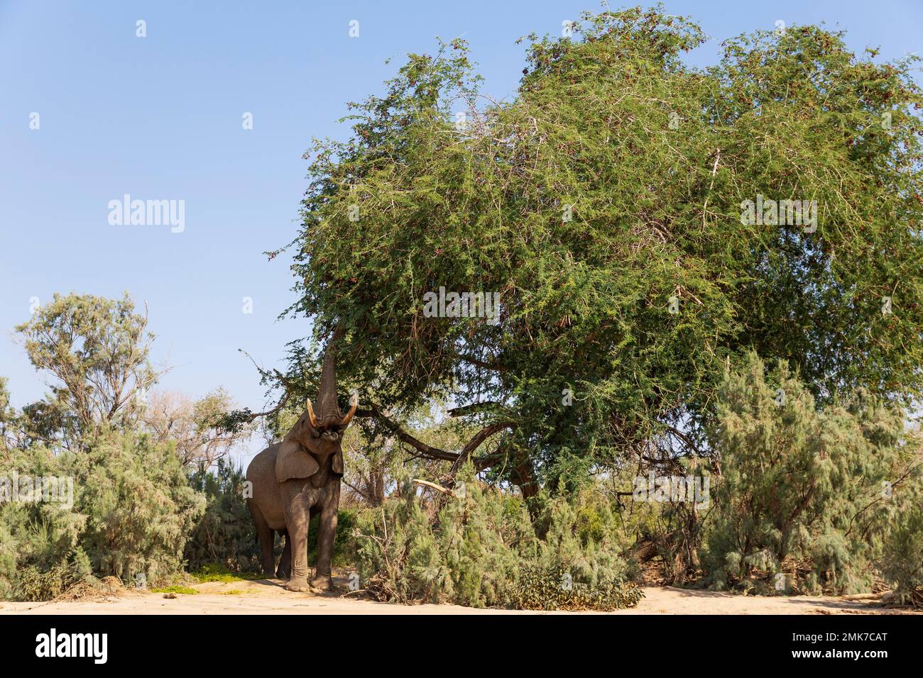 African Elephant (Loxodonta africana), so-called desert elephant, bull ...