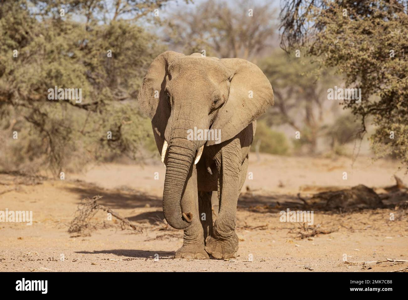 African Elephant (Loxodonta africana), so-called desert elephant, cow ...