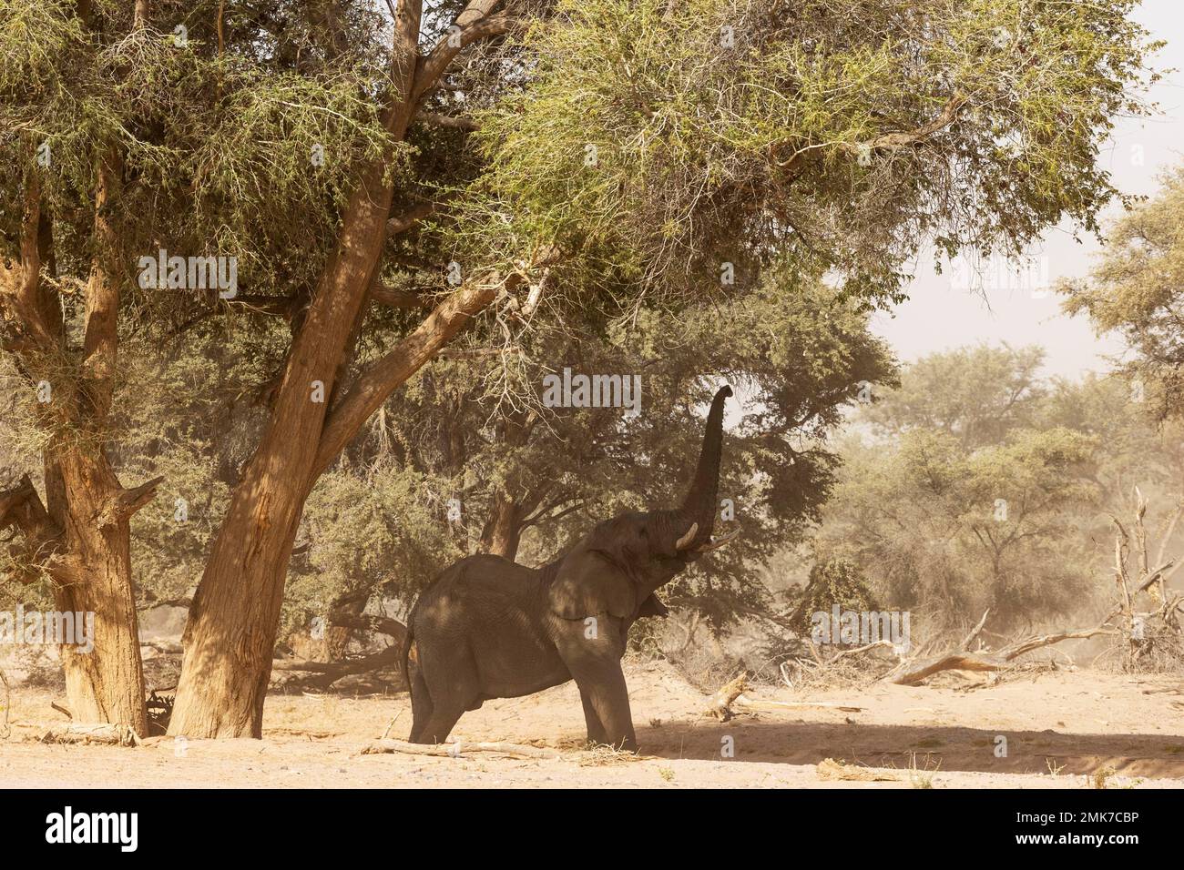 African Elephant (Loxodonta africana), so-called desert elephant, bull ...