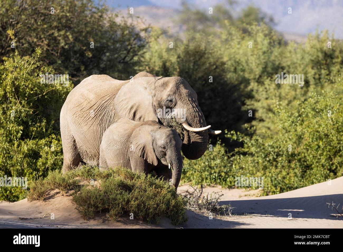 Elephant calf cow feeding hi-res stock photography and images - Alamy