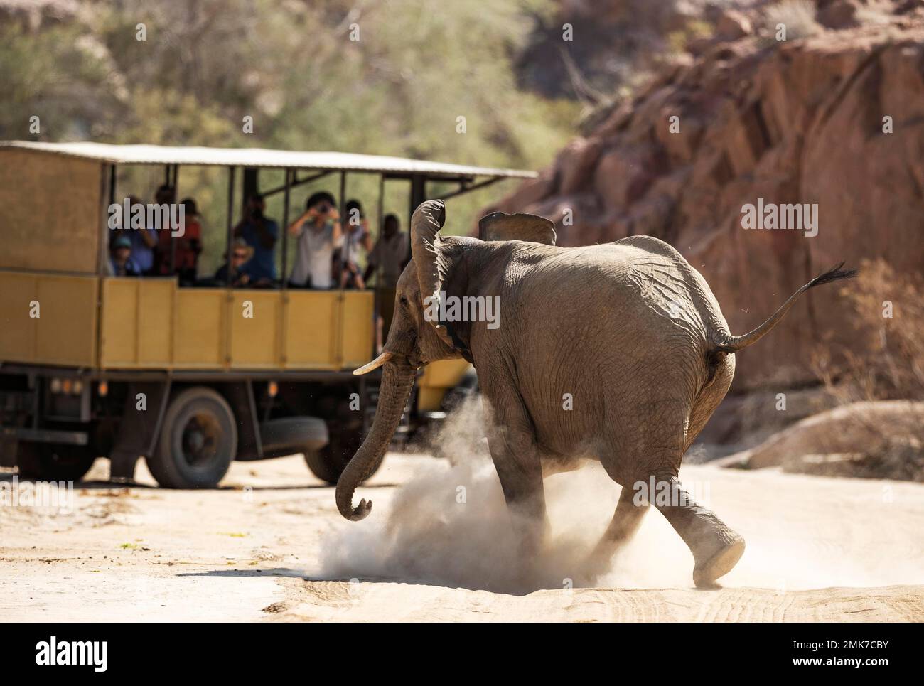 Angry bull elephant hi-res stock photography and images - Alamy