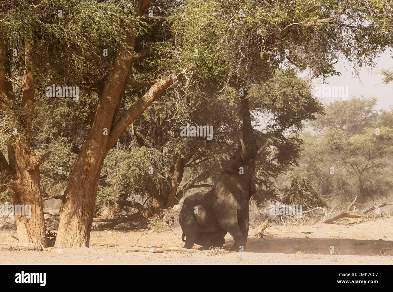 African Elephant (Loxodonta africana), so-called desert elephant, bull ...