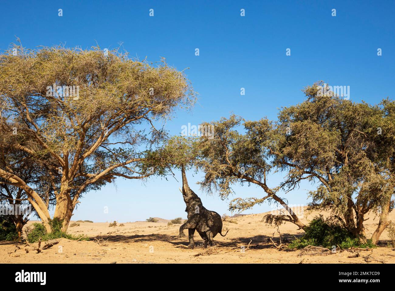 African Elephant (Loxodonta africana), so-called desert elephant, bull ...