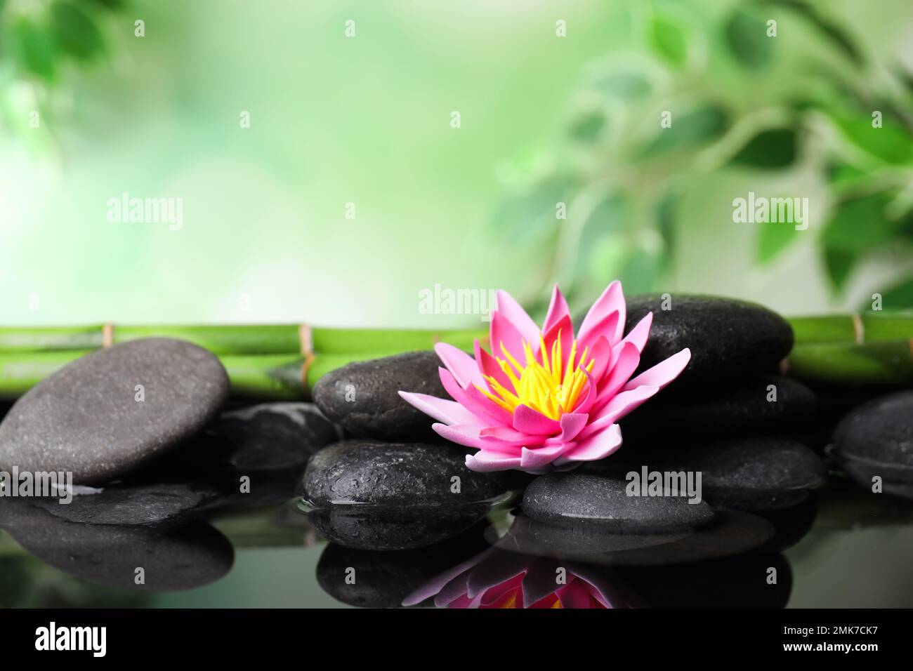 Beautiful zen garden with lotus flower and pond on blurred green ...