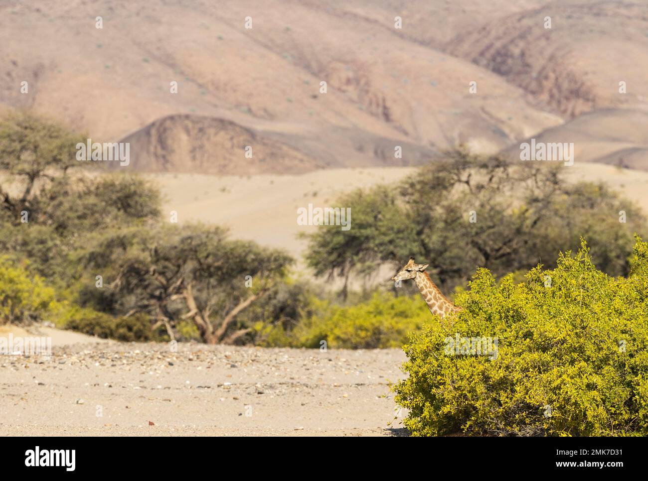 Toothbrush tree hi-res stock photography and images - Alamy