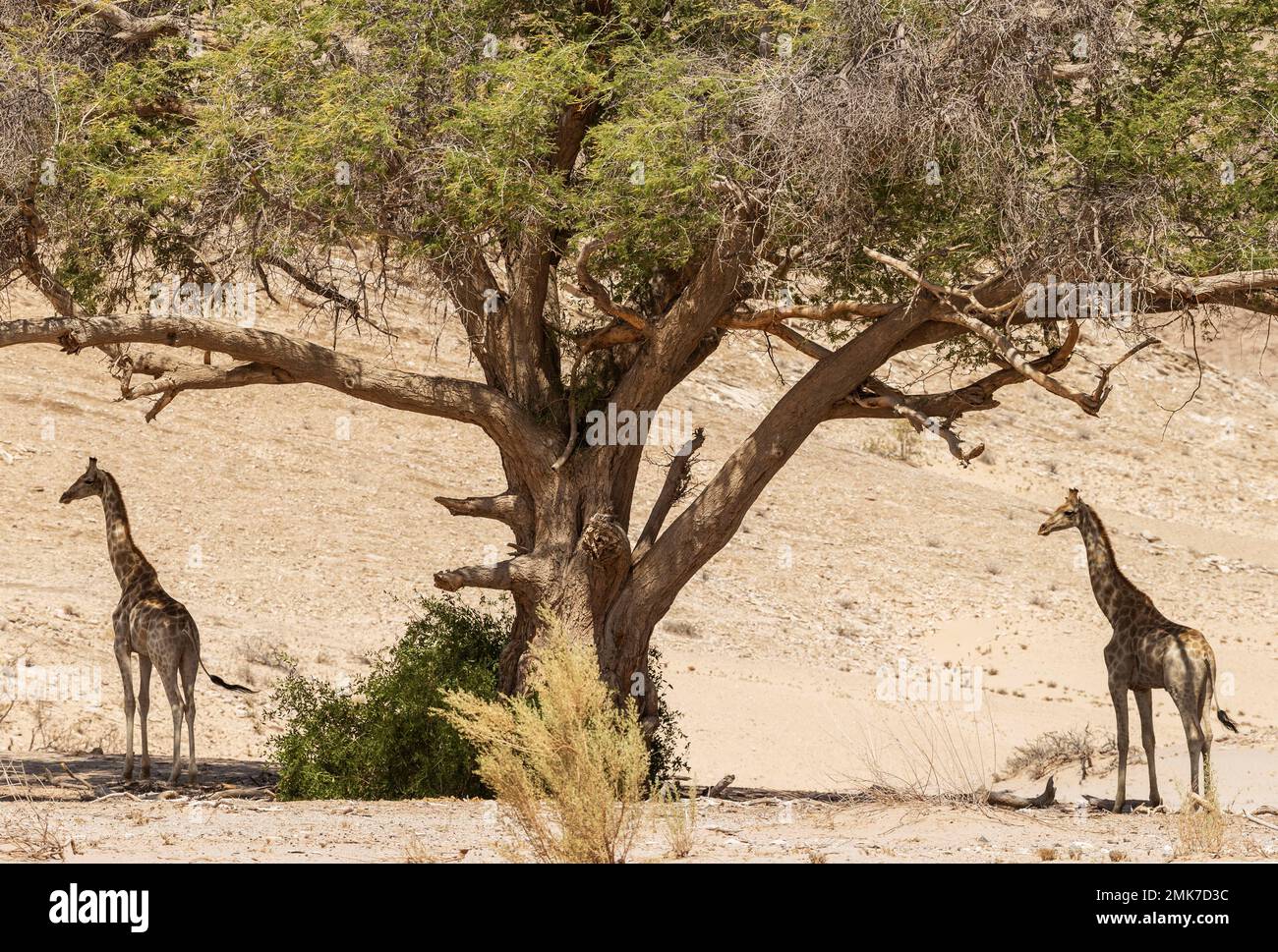 Angolan Giraffe (Giraffa giraffa angolensis), young bulls in the shade ...