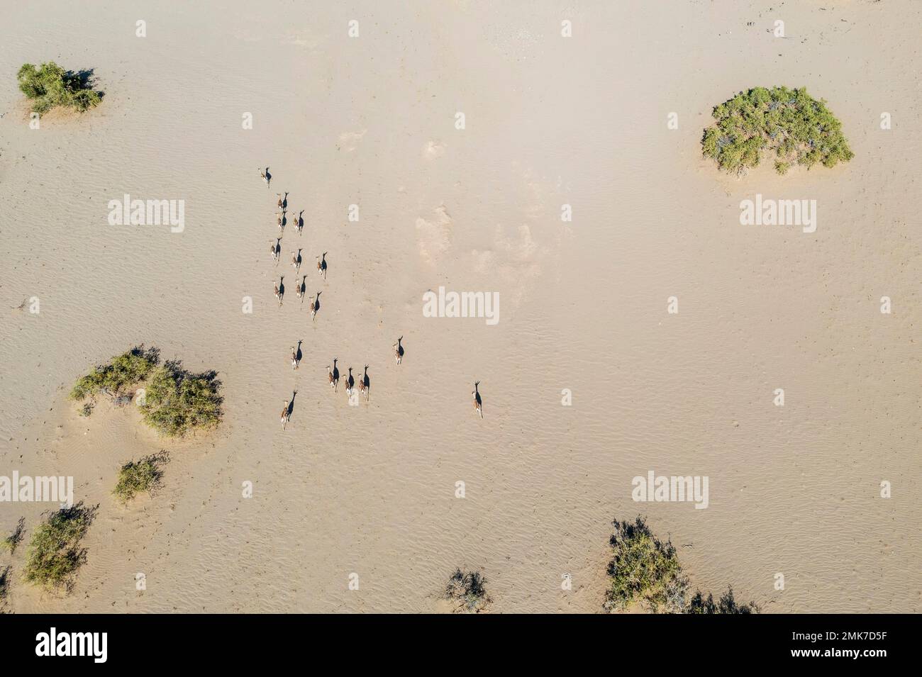 Springbok (Antidorcas marsupialis), at a sandy desert plain in the ...
