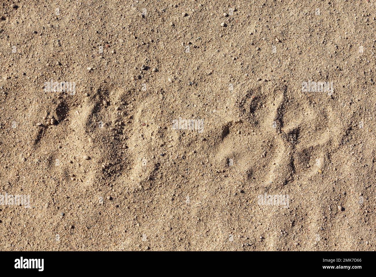 Footprint of a male lion (Panthera leo) in dry bed of the Hoanib river ...