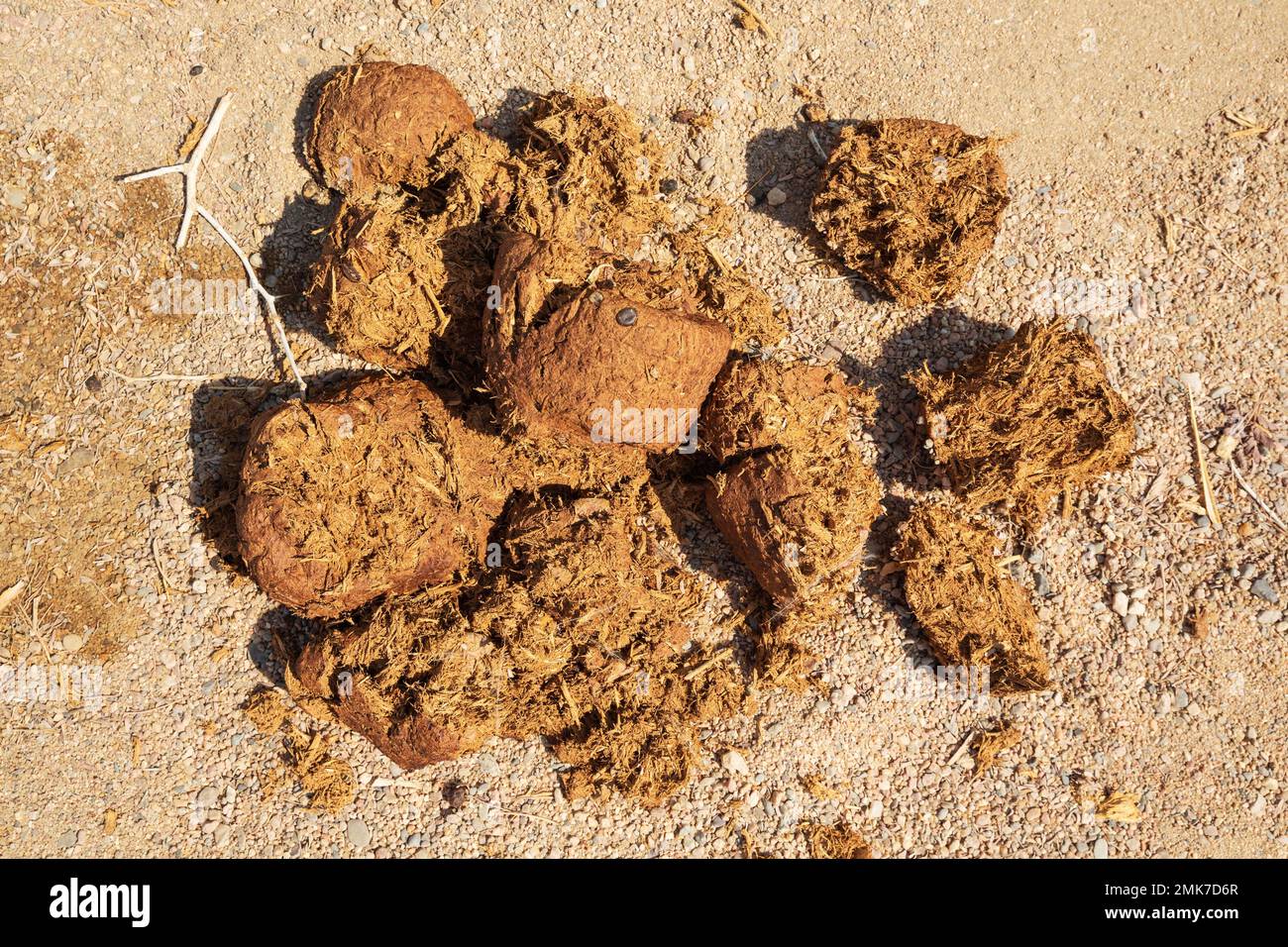 Elephant dung hi-res stock photography and images - Alamy