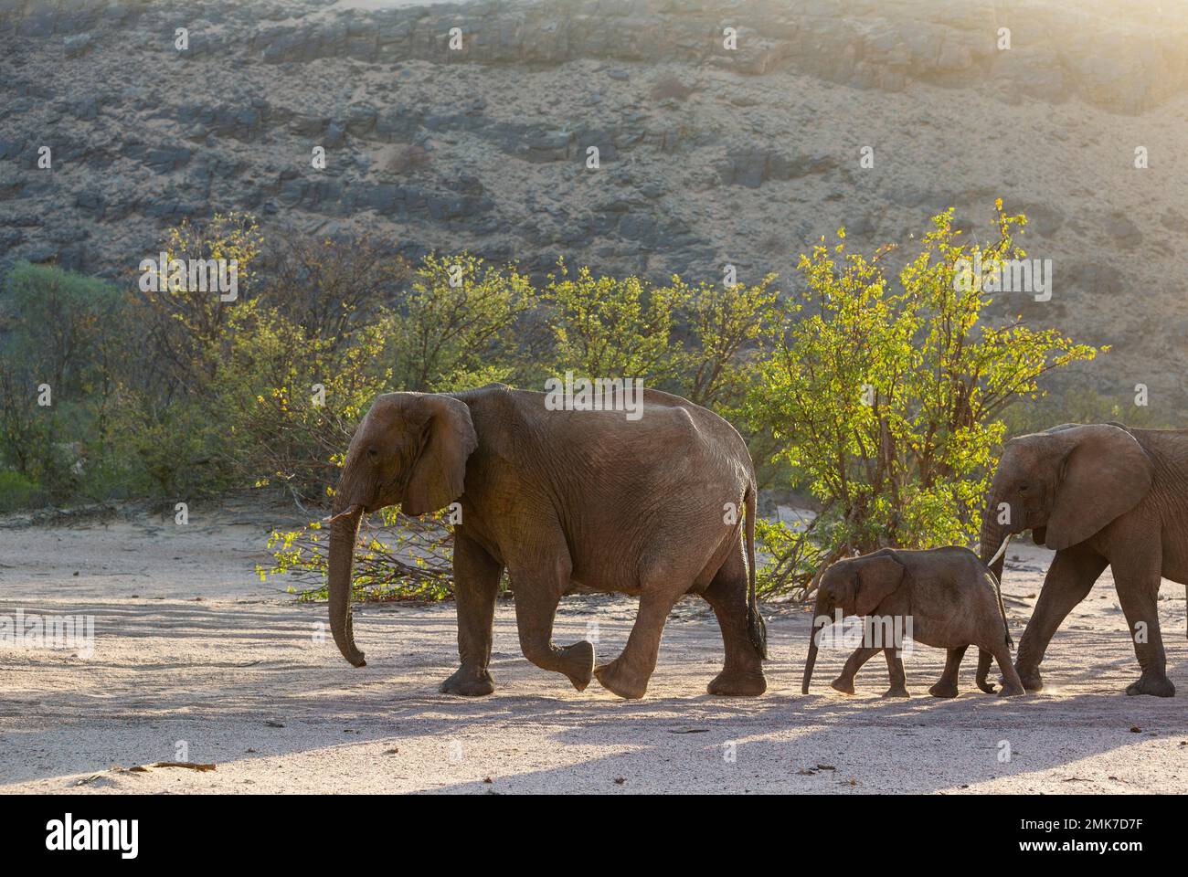 African elephant matriarch lead hi-res stock photography and images - Alamy