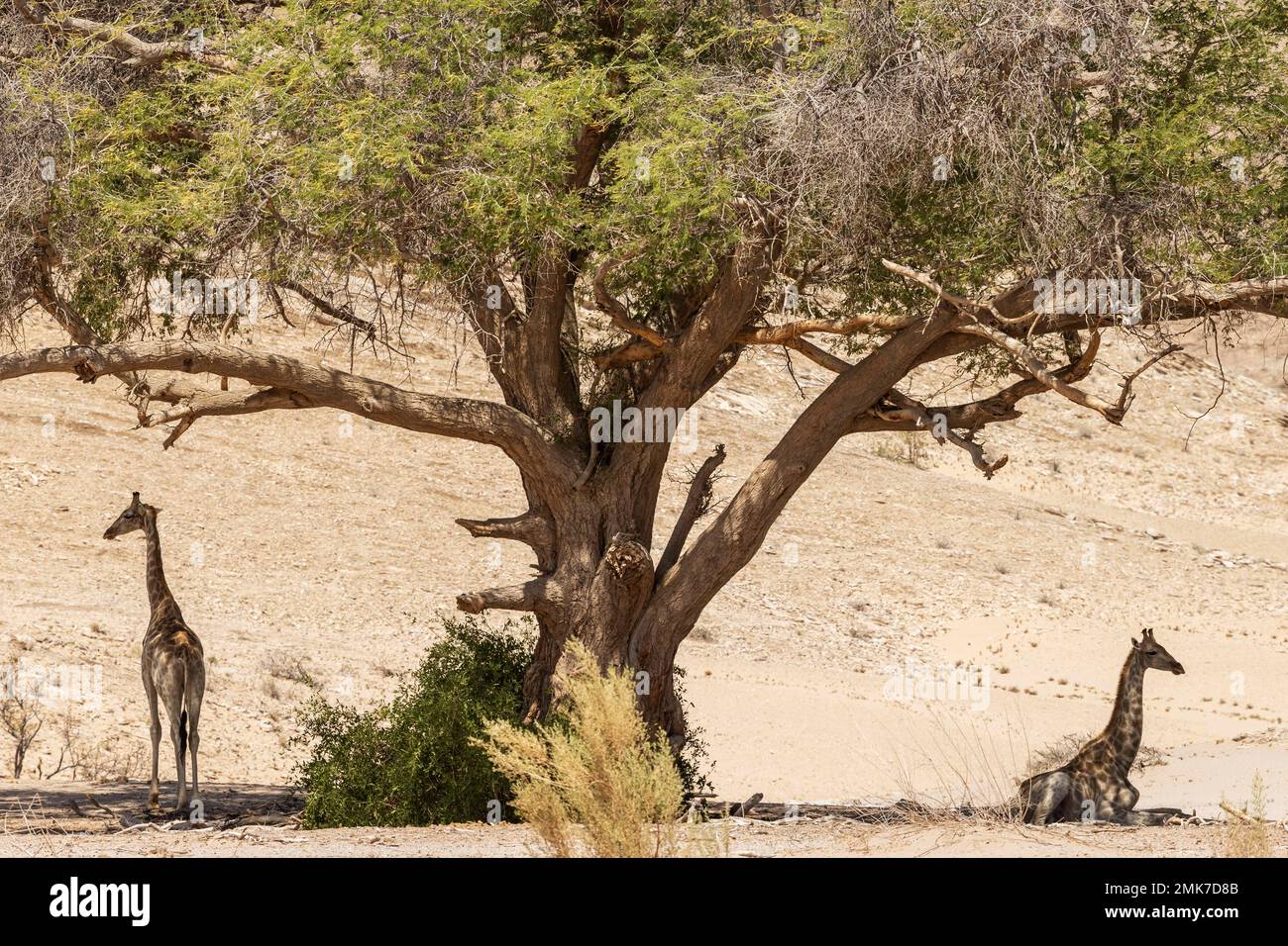 Angolan Giraffe (Giraffa giraffa angolensis), young bulls in the shade ...